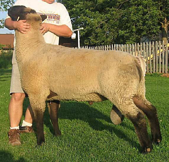 Cedarcrest Farms - Stanwood, IA • Cattle :: Sheep :: Boer Goats